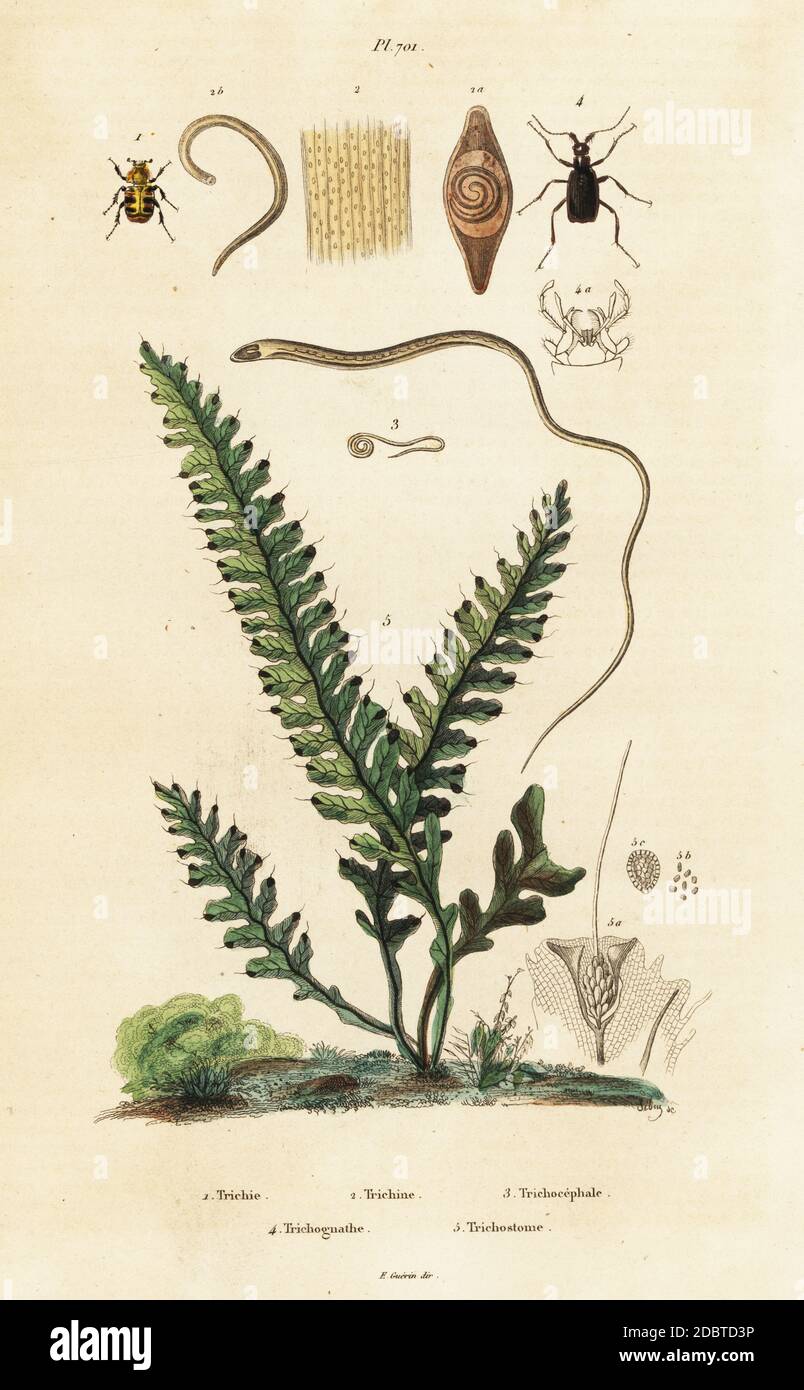 Trichocephale hi-res stock photography and images - Alamy