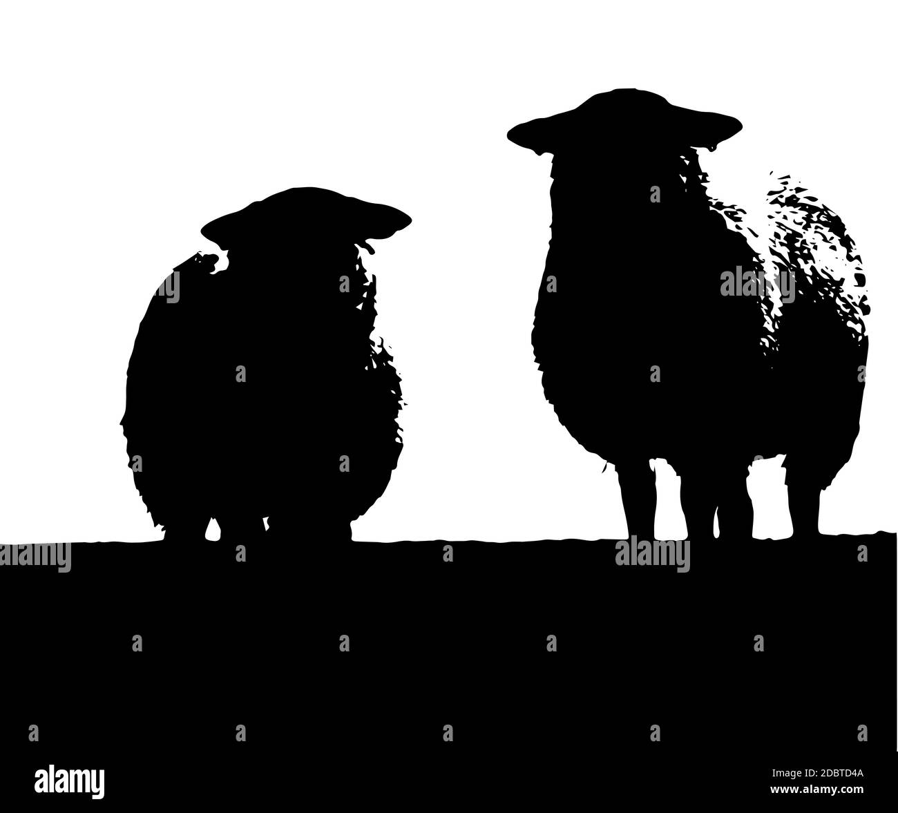 Two sheep on white Black and White Stock Photos & Images - Alamy