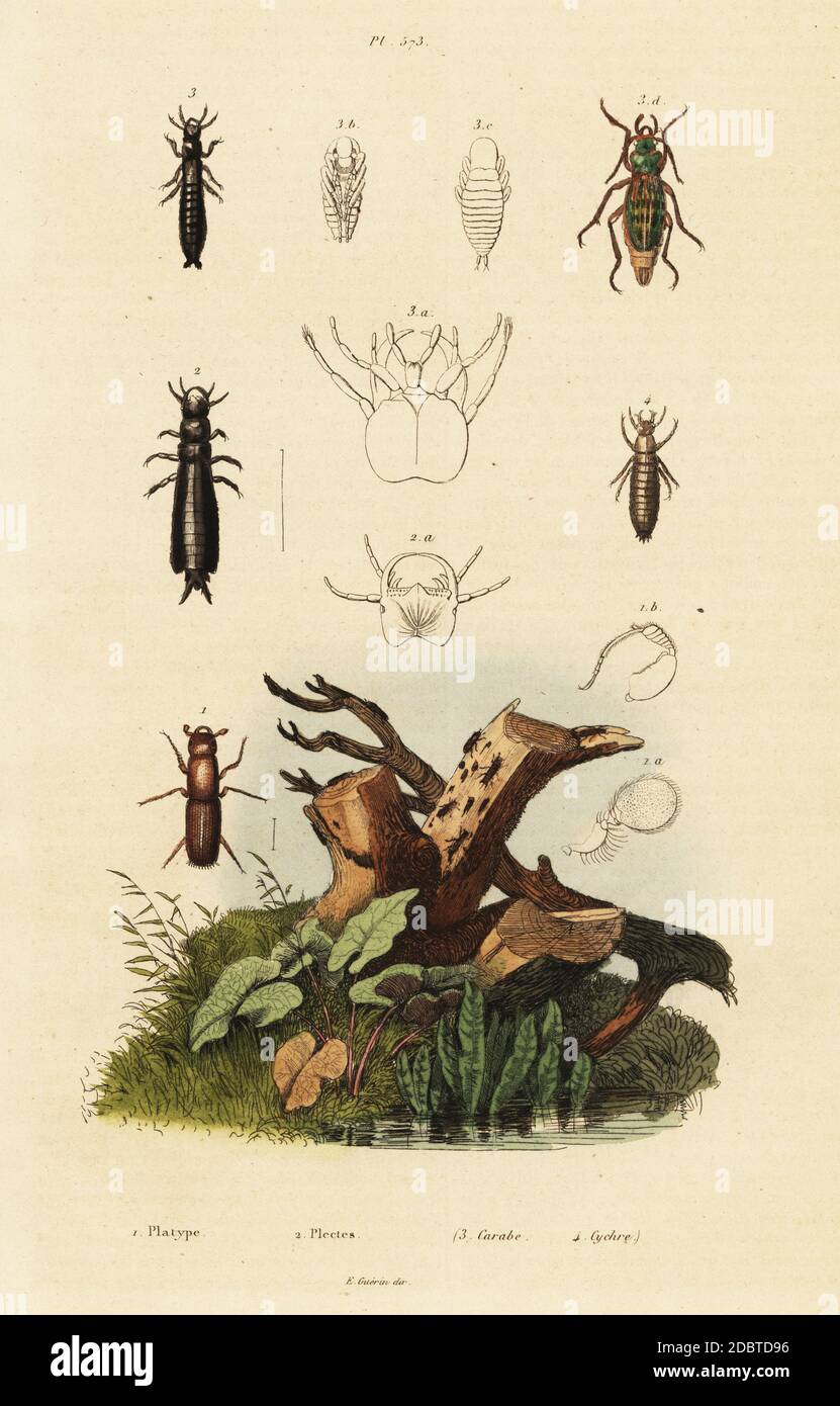 3 and felix hi-res stock photography and images - Alamy