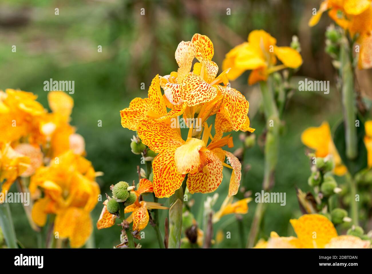 Yellow glads hi-res stock photography and images - Alamy