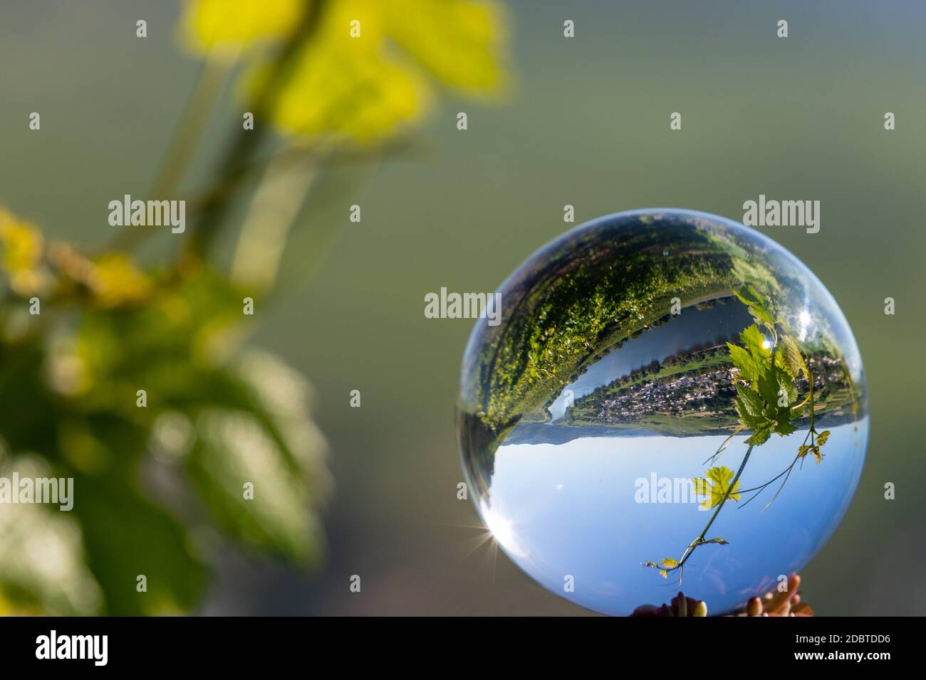 Crystal ball shows valley of river moselle and defocused grapevine in ...
