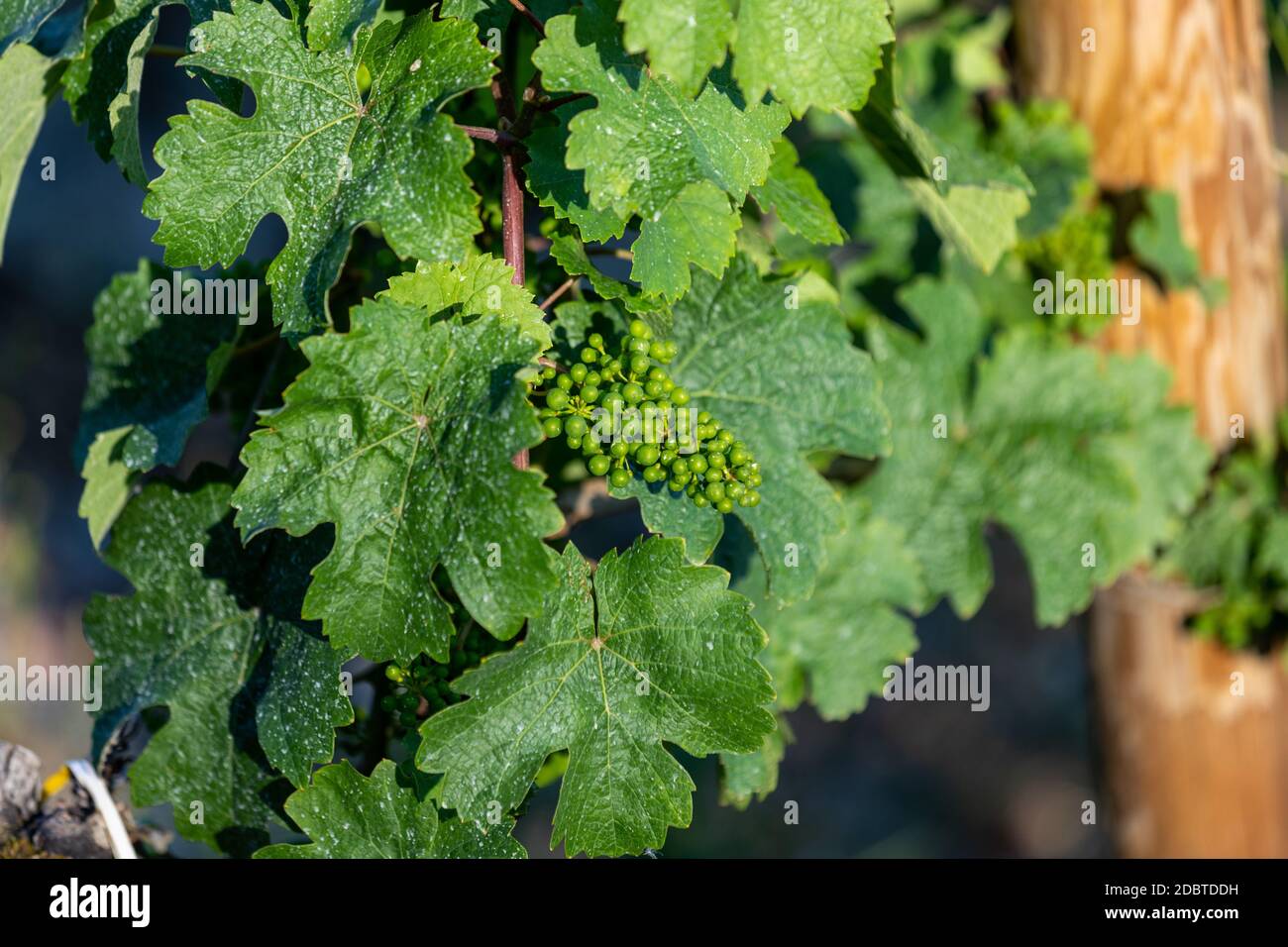 Close-up of growing riesling wine grapes with leaves on river moselle ...