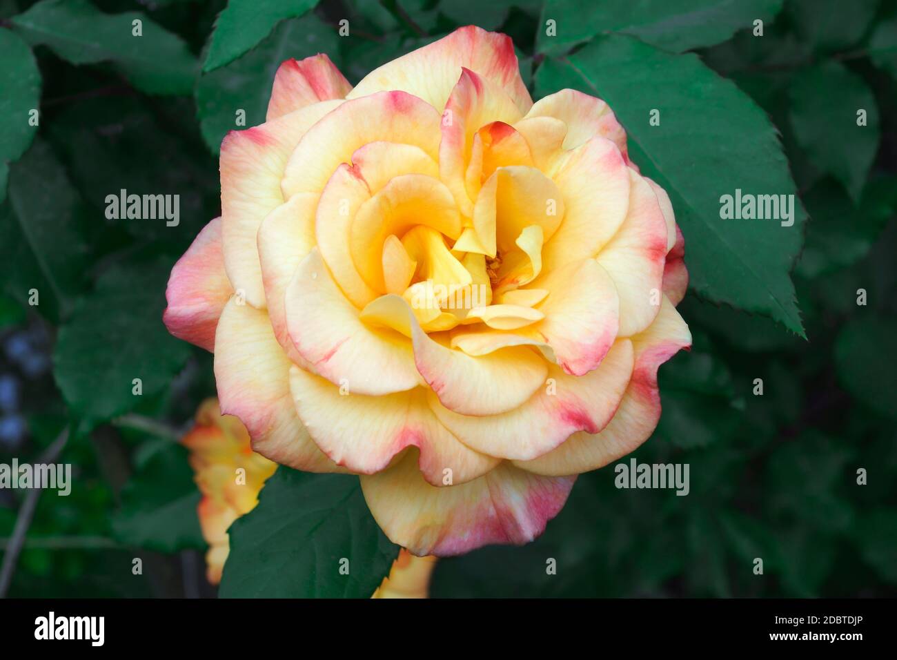 Hybrid rose (Rosa Stock Photo - Alamy