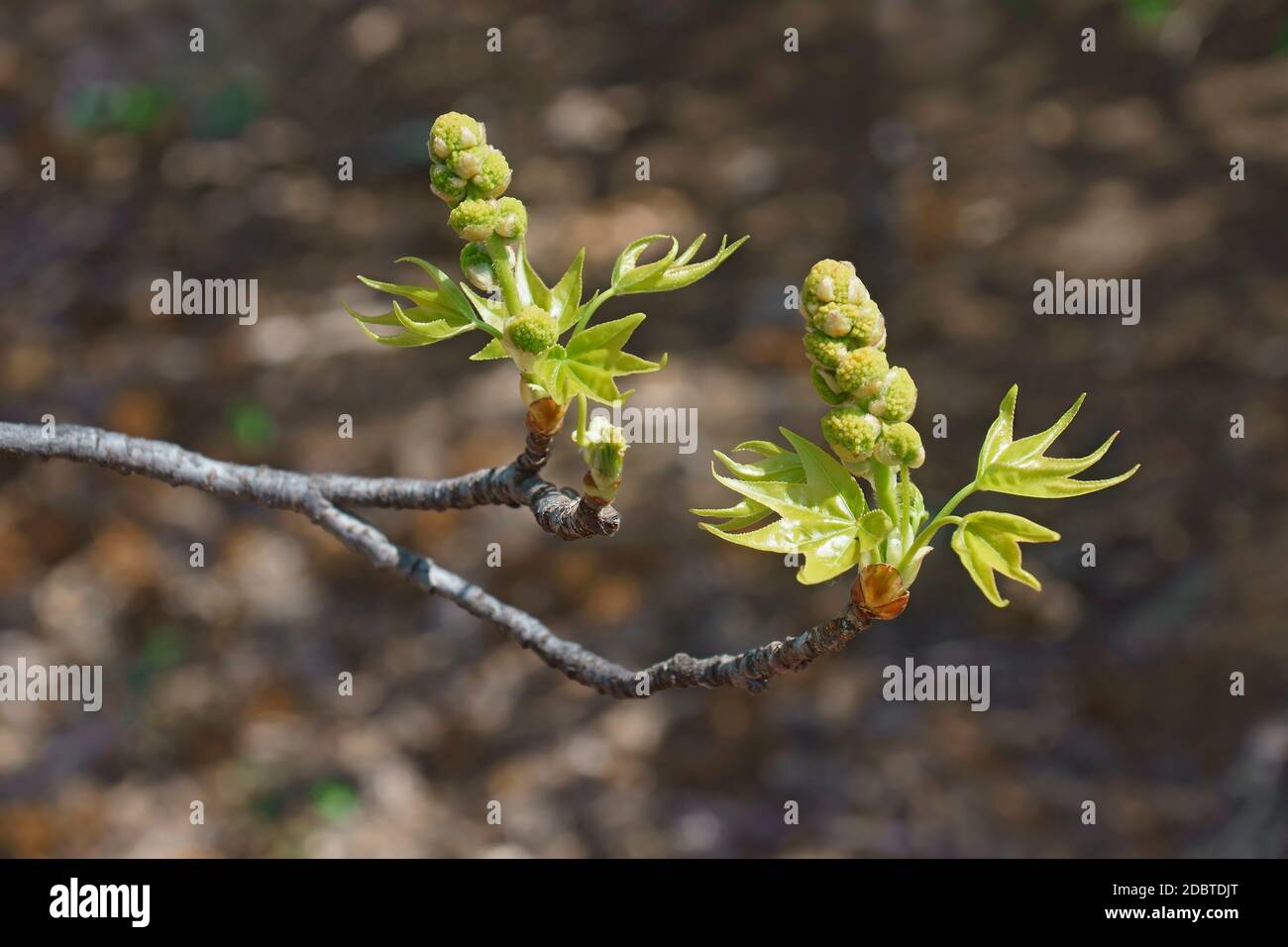 Sweet Gum Black Gum Bud Vs Buds