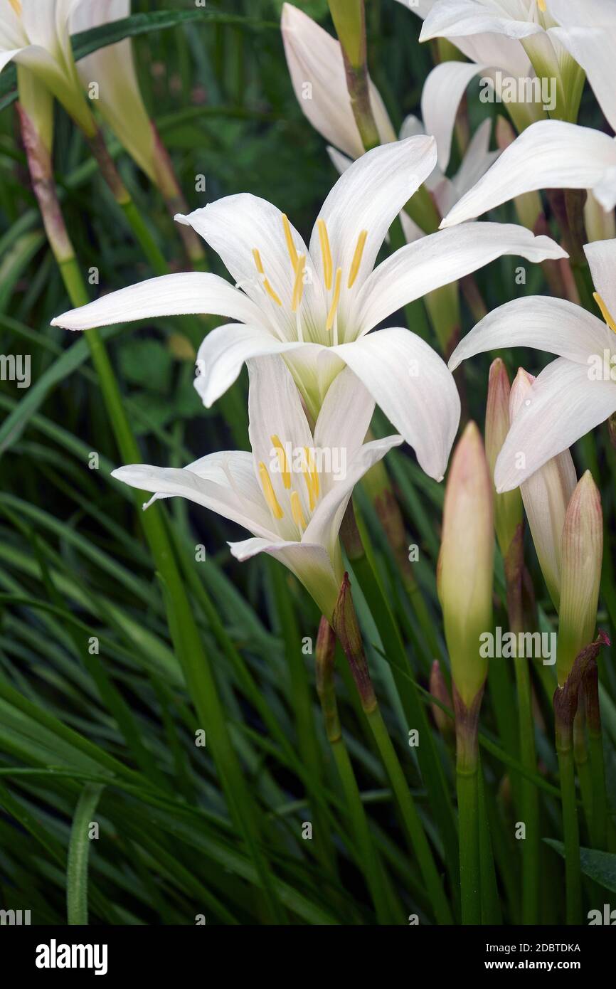 Atamasco Lily (Zephyranthes atamasco Stock Photo - Alamy