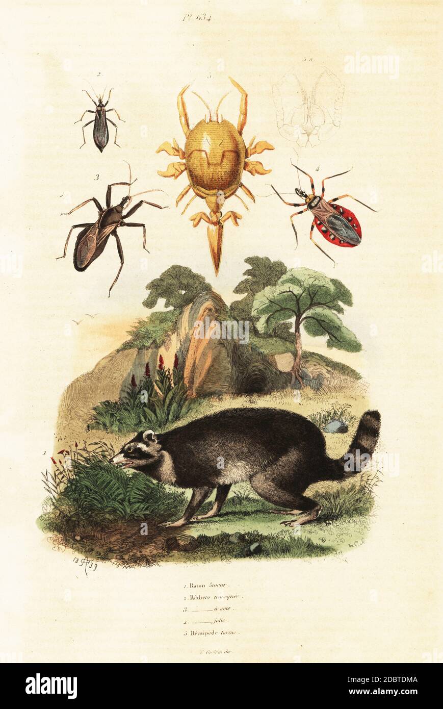 Raccoon, Procyon lotor, ticks, Reduvius personata, R. amaenus, Zelus ...