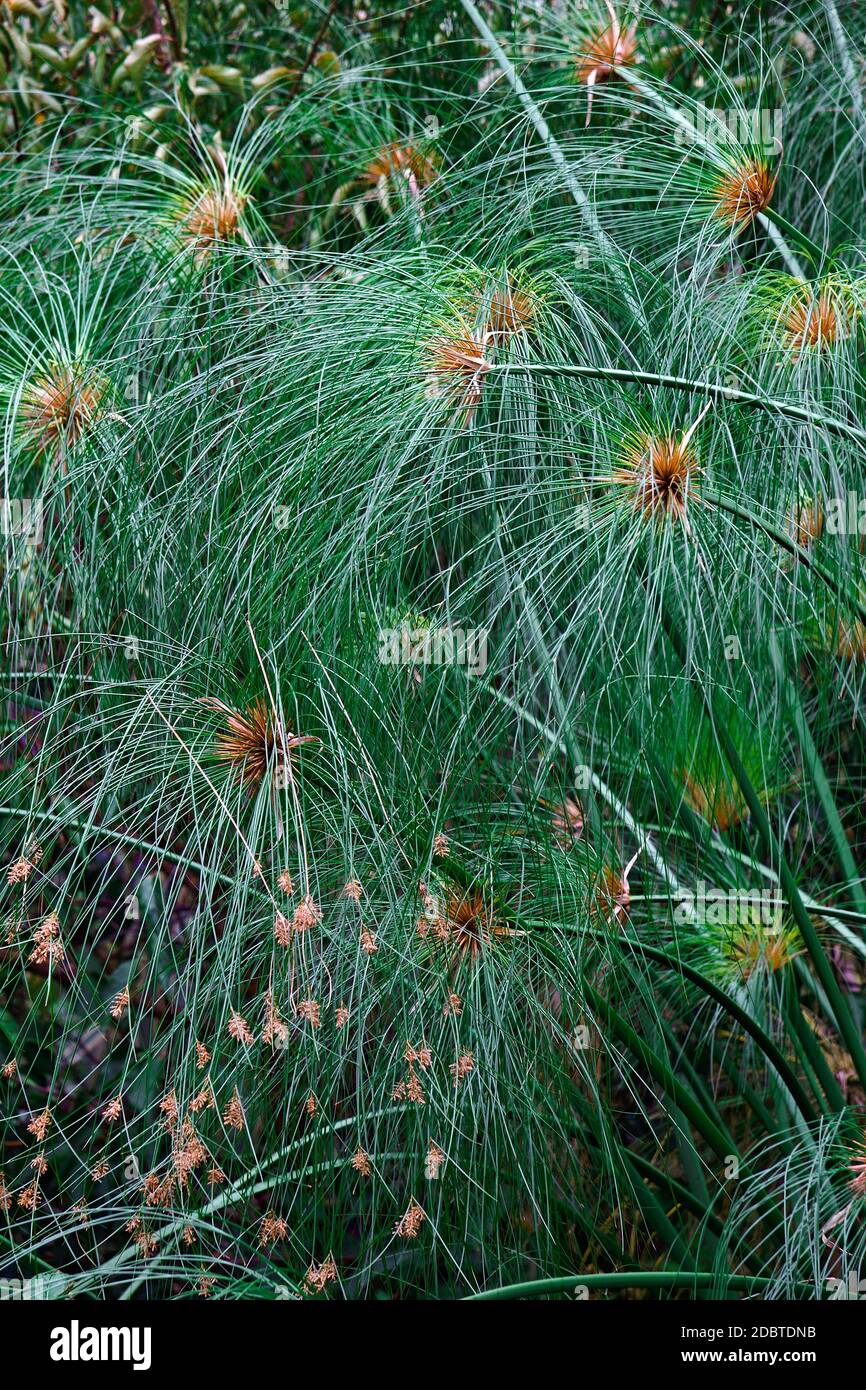 Papyrus (Cyperus papyrus). Called Papyrus sedge, Paper reed, Indian ...