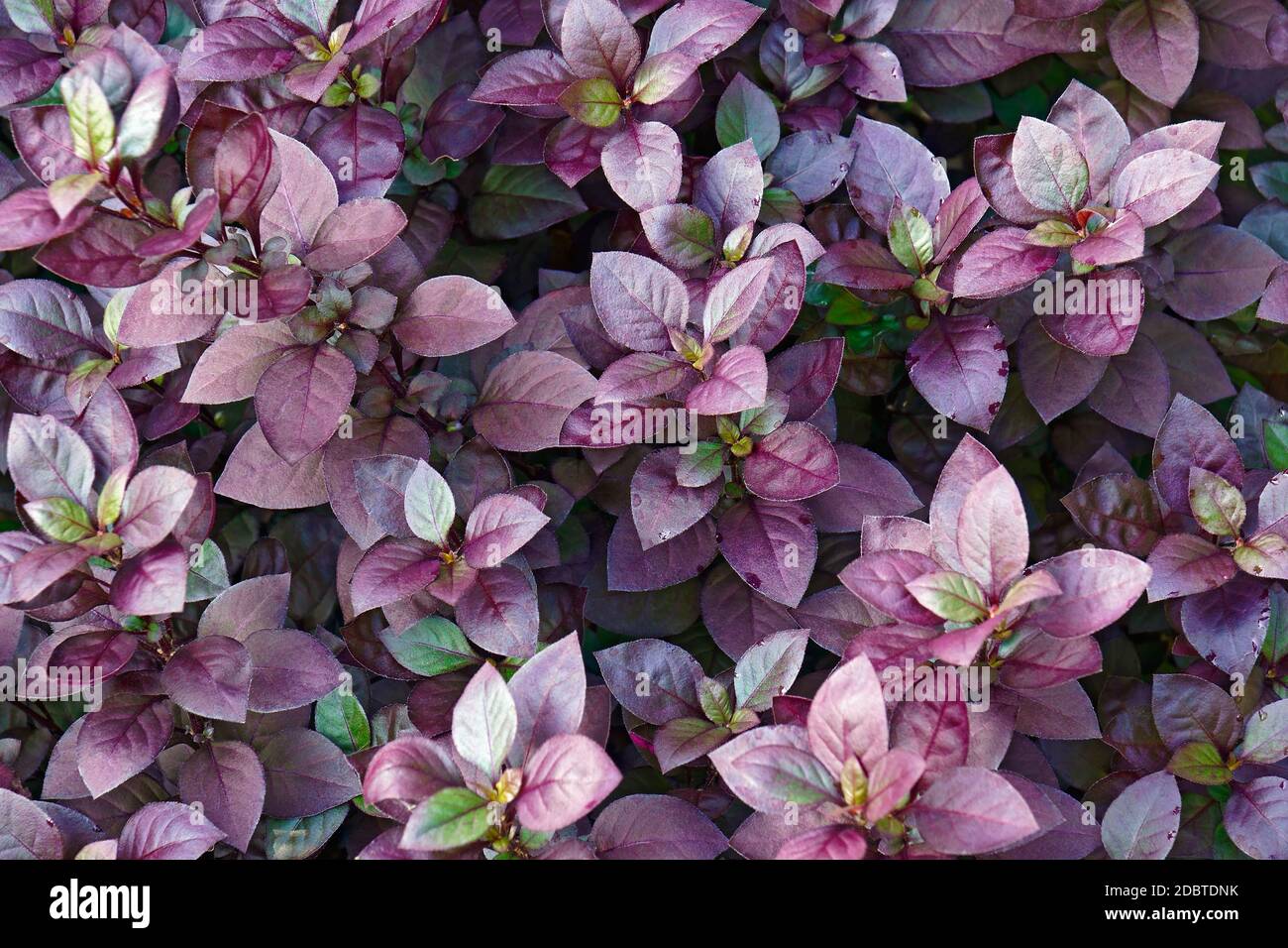 Alternanthera hi-res stock photography and images - Alamy