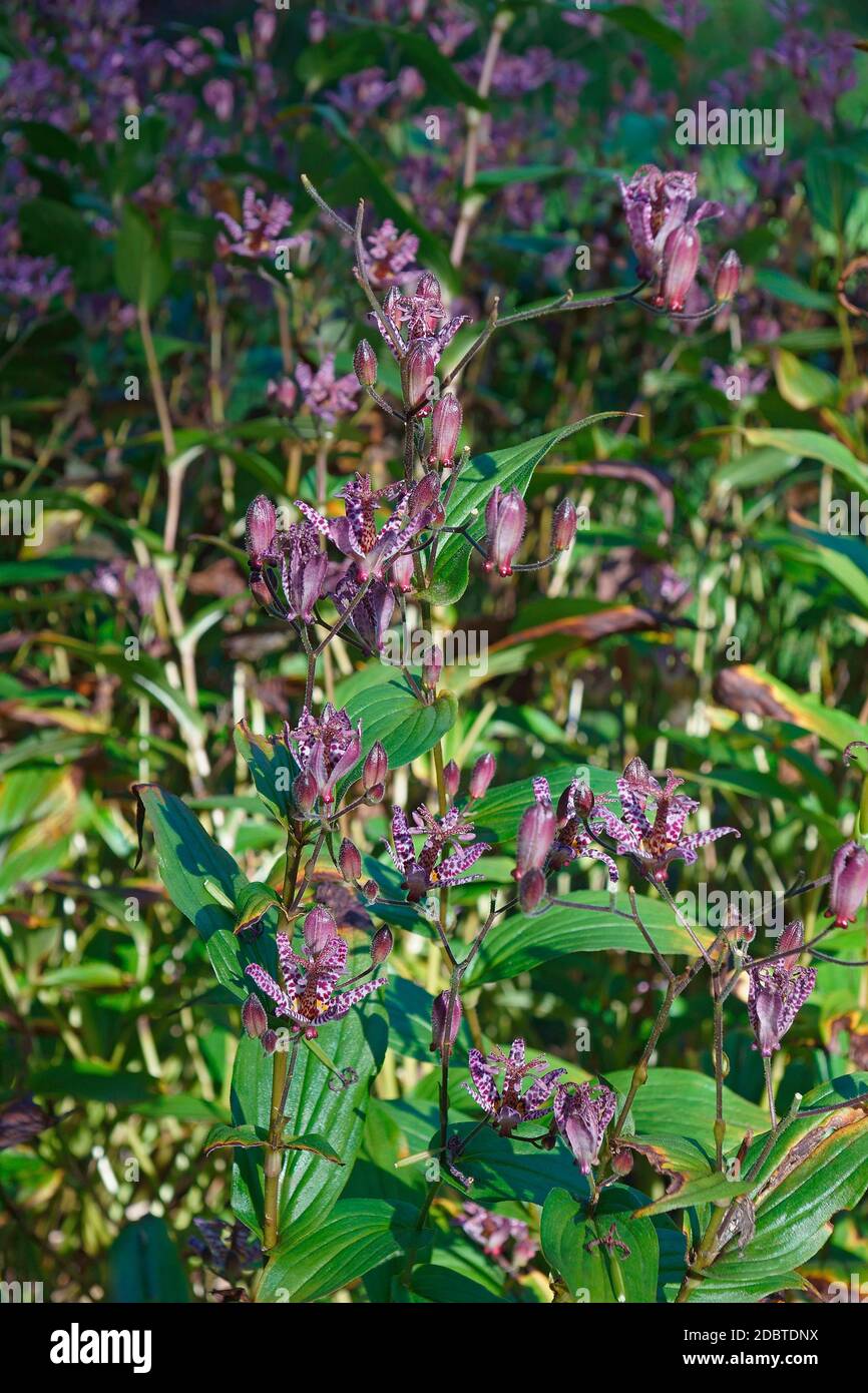 Taiwanese toad lily (Tricyrtis formosana Stock Photo - Alamy