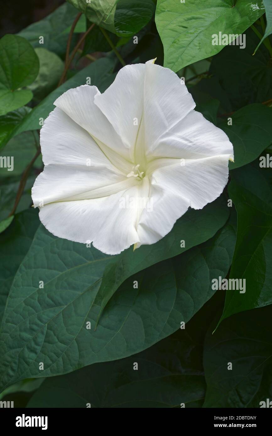 Tropical white morning glory (Ipomoea alba). Called Moonflower and Moon ...
