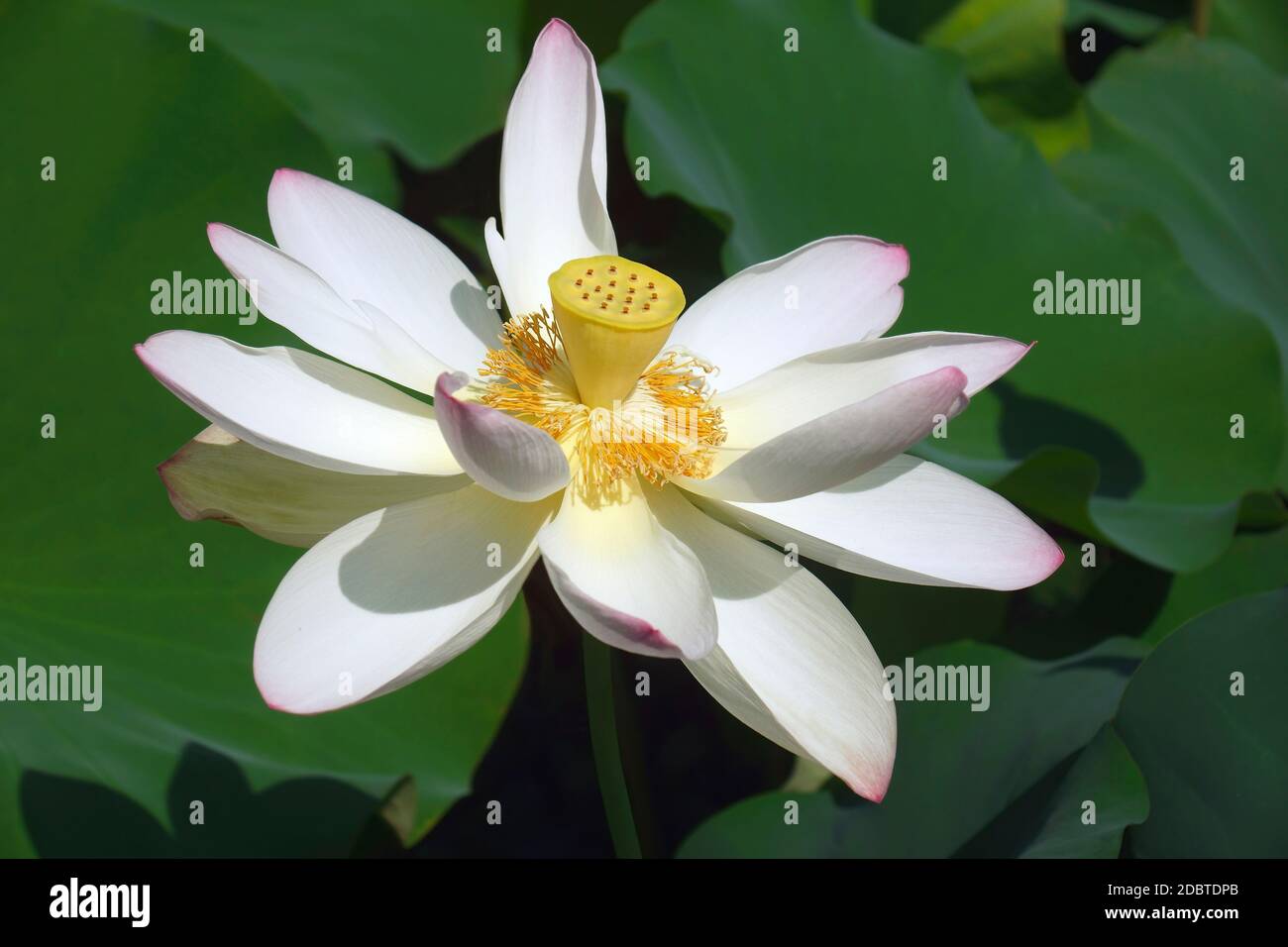Sacred lotus (Nelumbo nucifera). Called Indian Lotus, Bean of India and ...