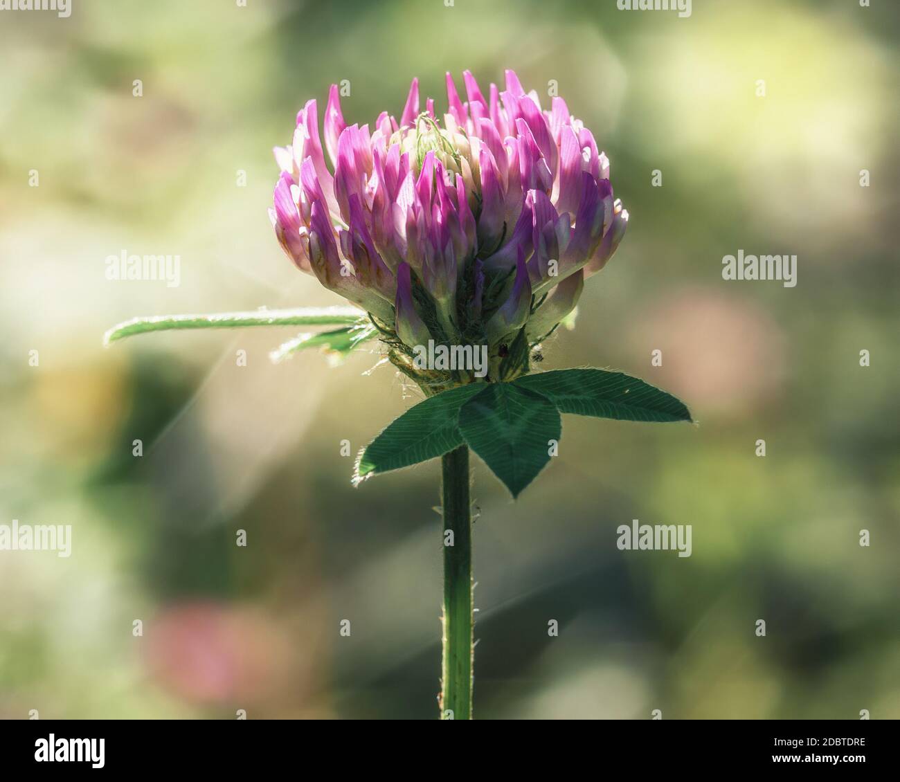 blooming clover flower close-up, illuminated by the sun Stock Photo - Alamy