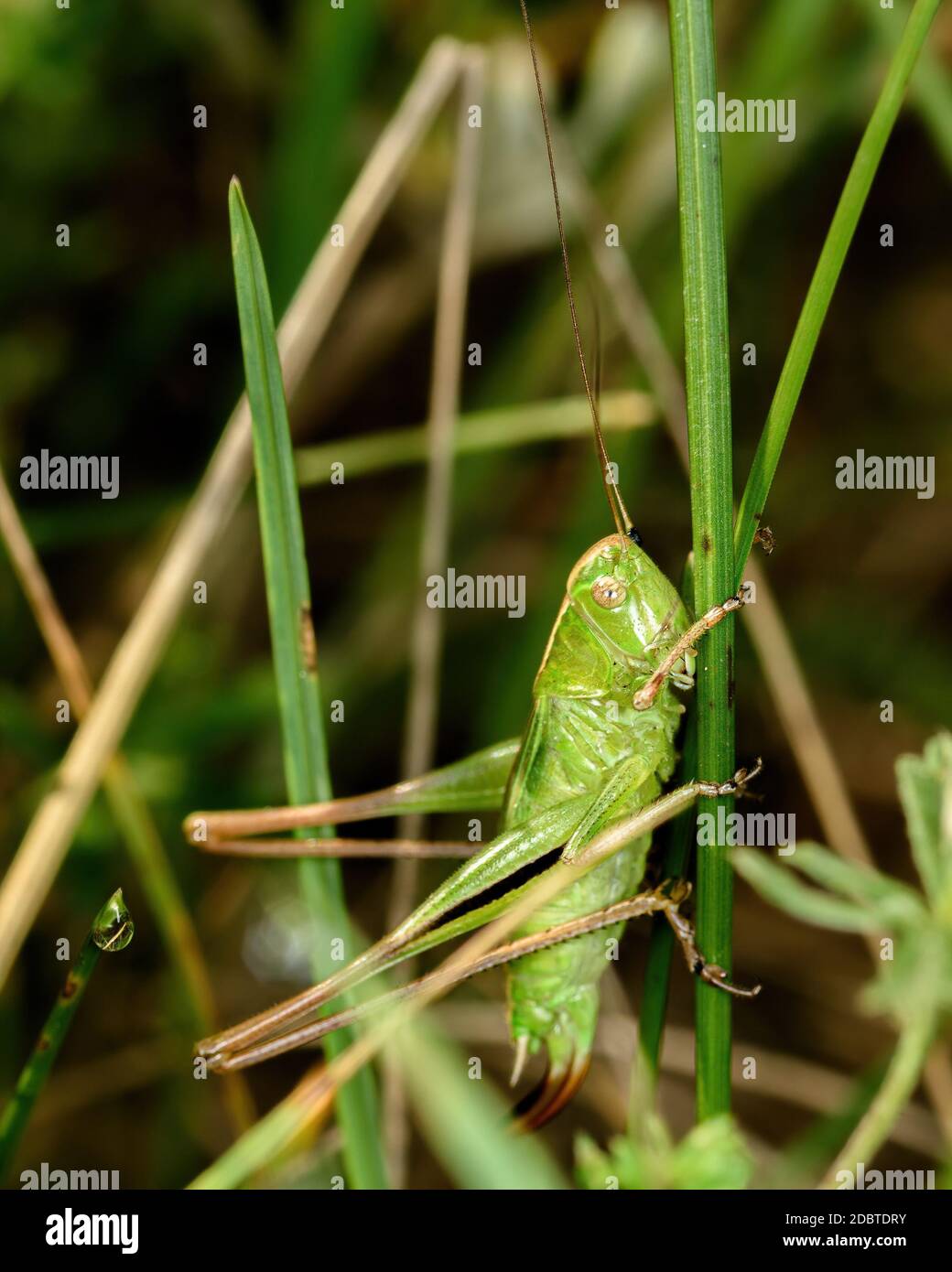 green grasshopper sitting on green grass in a natural setting, close-up ...