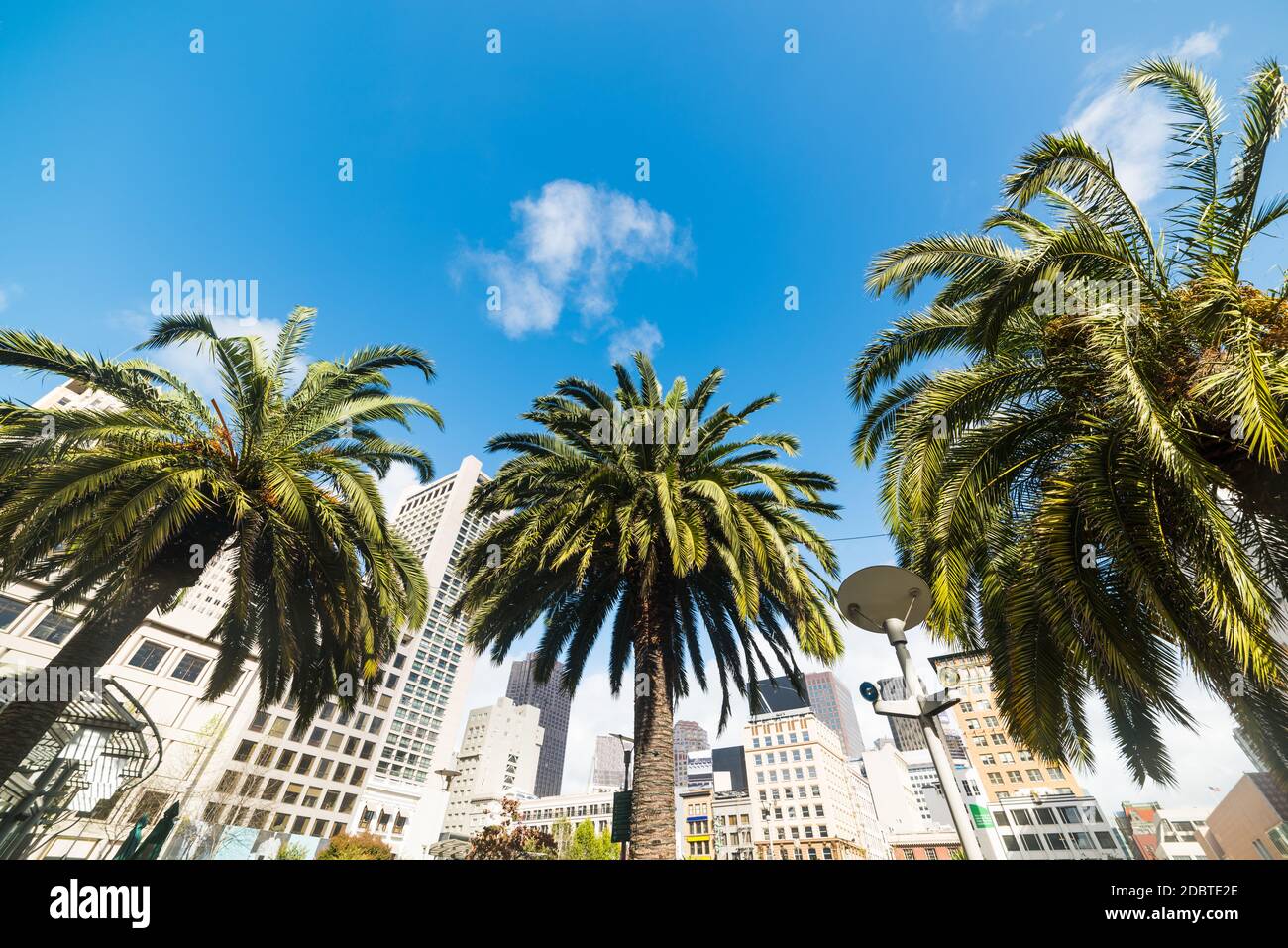 Palm trees in San Francisco Union Square, California Stock Photo - Alamy