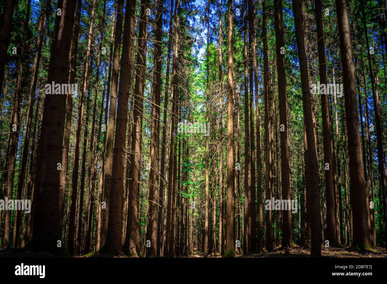 Ravine trees hi-res stock photography and images - Alamy