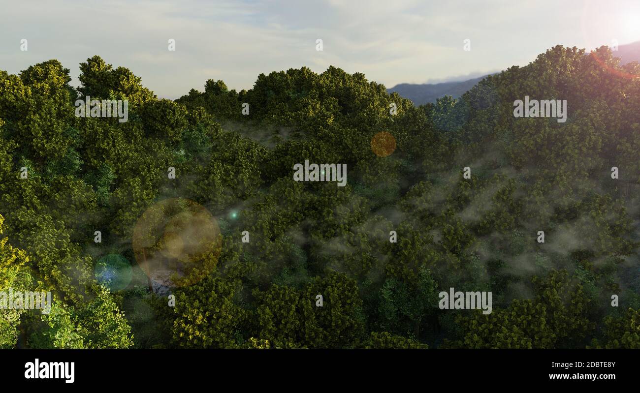 Sunrise in the rainforest, concept for forest protection, saves the ...