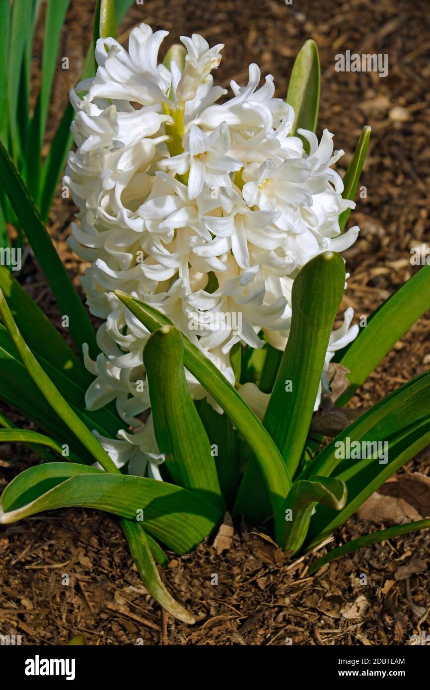 Common hyacinthus (Hyacinthus orientalis). Called Garden Hyacinth and ...