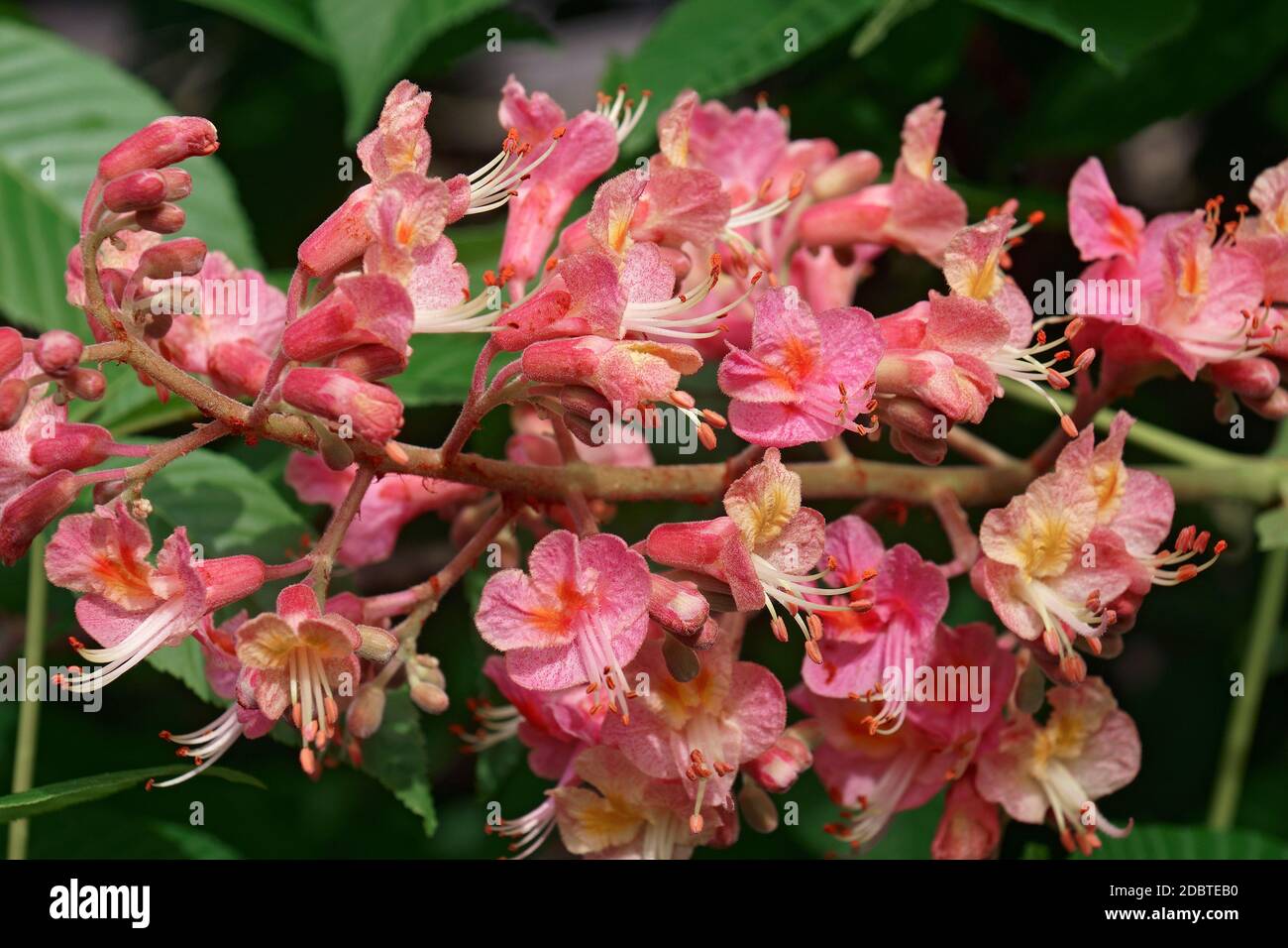 Fort McNair red horse chestnut (Aesculus x carnea Fort McNair). Hybrid ...