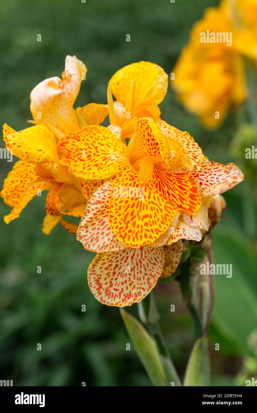 Yellow gladioli hi-res stock photography and images - Alamy