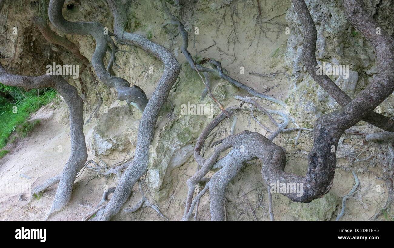 Big beautiful tree long branches hi-res stock photography and images ...