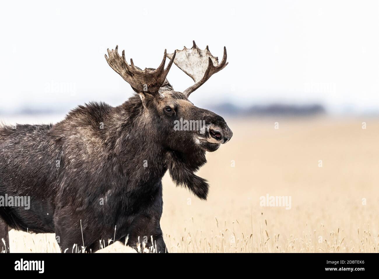 Bull moose on north hi-res stock photography and images - Alamy