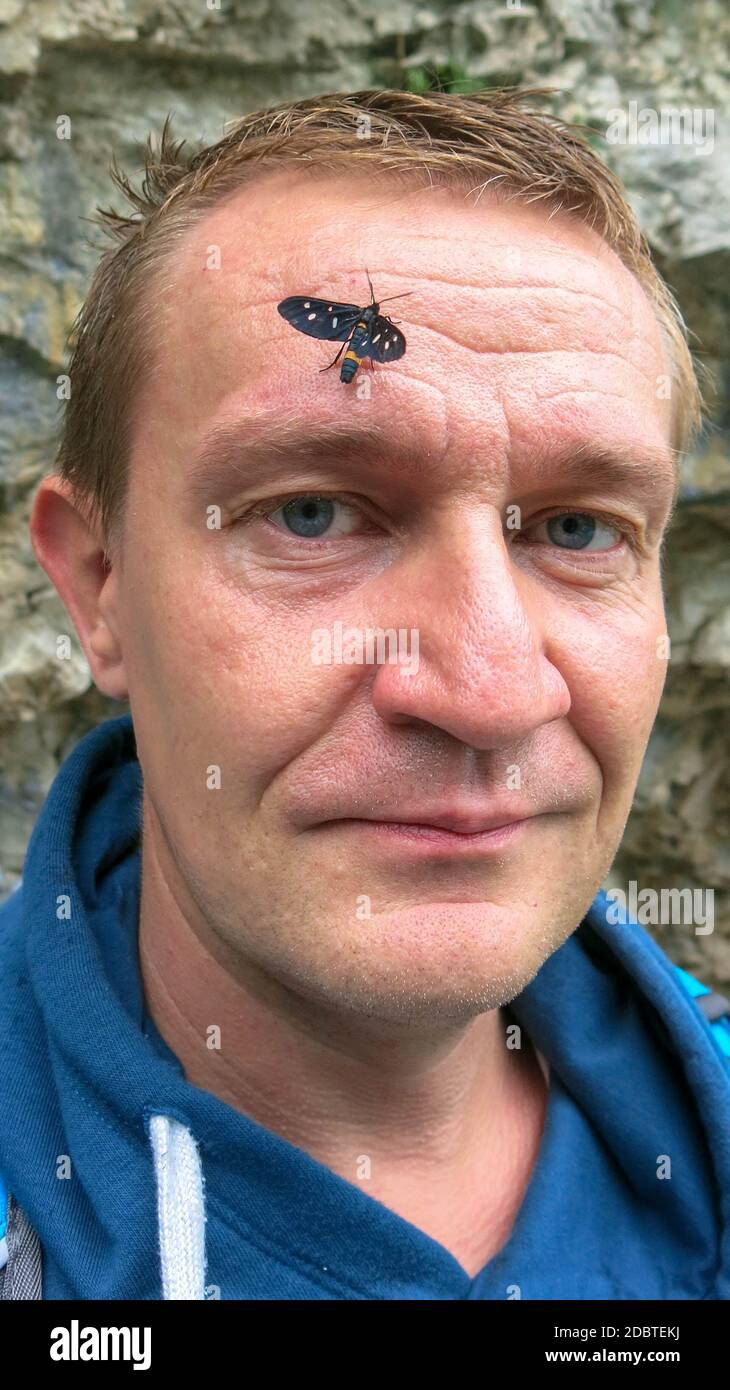 Black butterfly with white dots on the wings on the forehead of a man ...