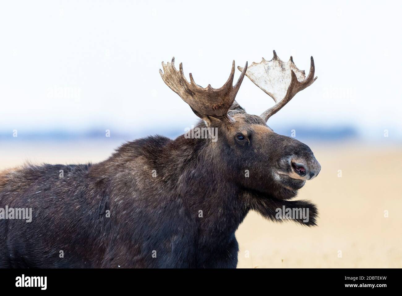 A bull moose on the prairie of North Dakota Stock Photo - Alamy