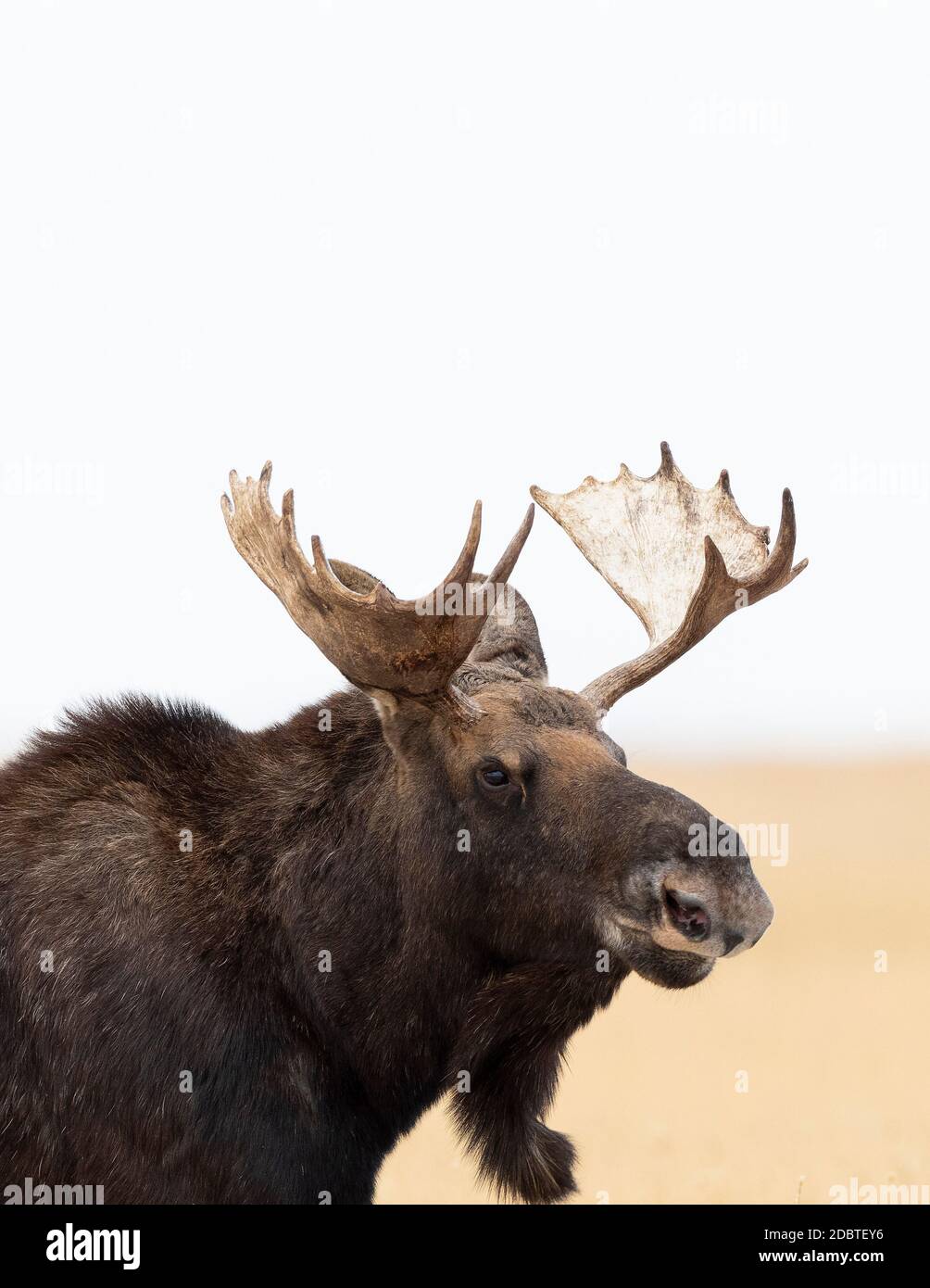 Moose rack hi-res stock photography and images - Alamy