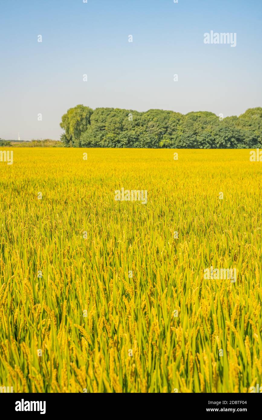 Yellow rice field under blue sky Stock Photo - Alamy
