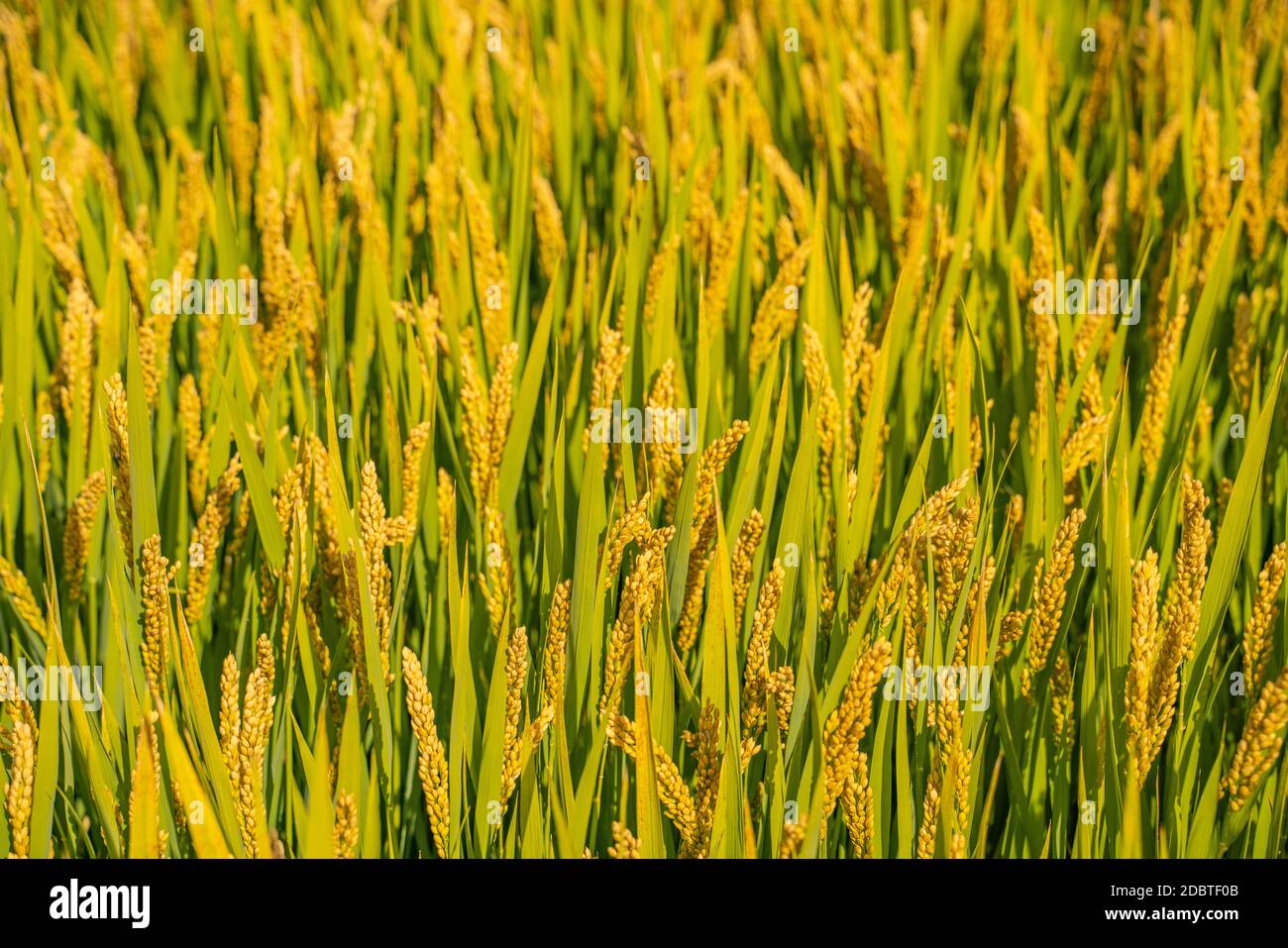Close view of the yellow rice in field Stock Photo - Alamy