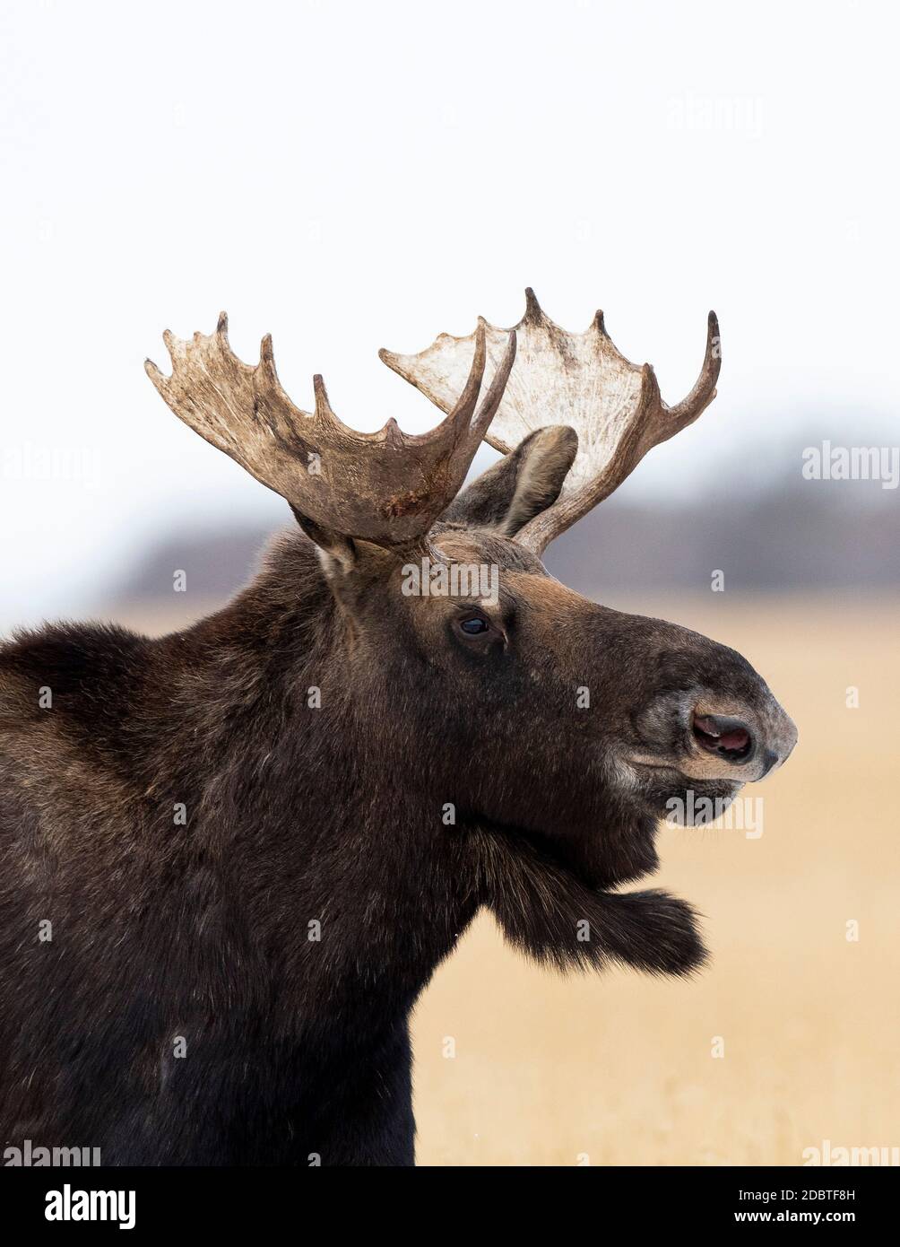 A bull moose on the prairie of North Dakota Stock Photo - Alamy