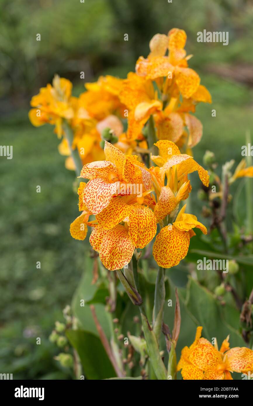 Yellow gladioli hi-res stock photography and images - Alamy