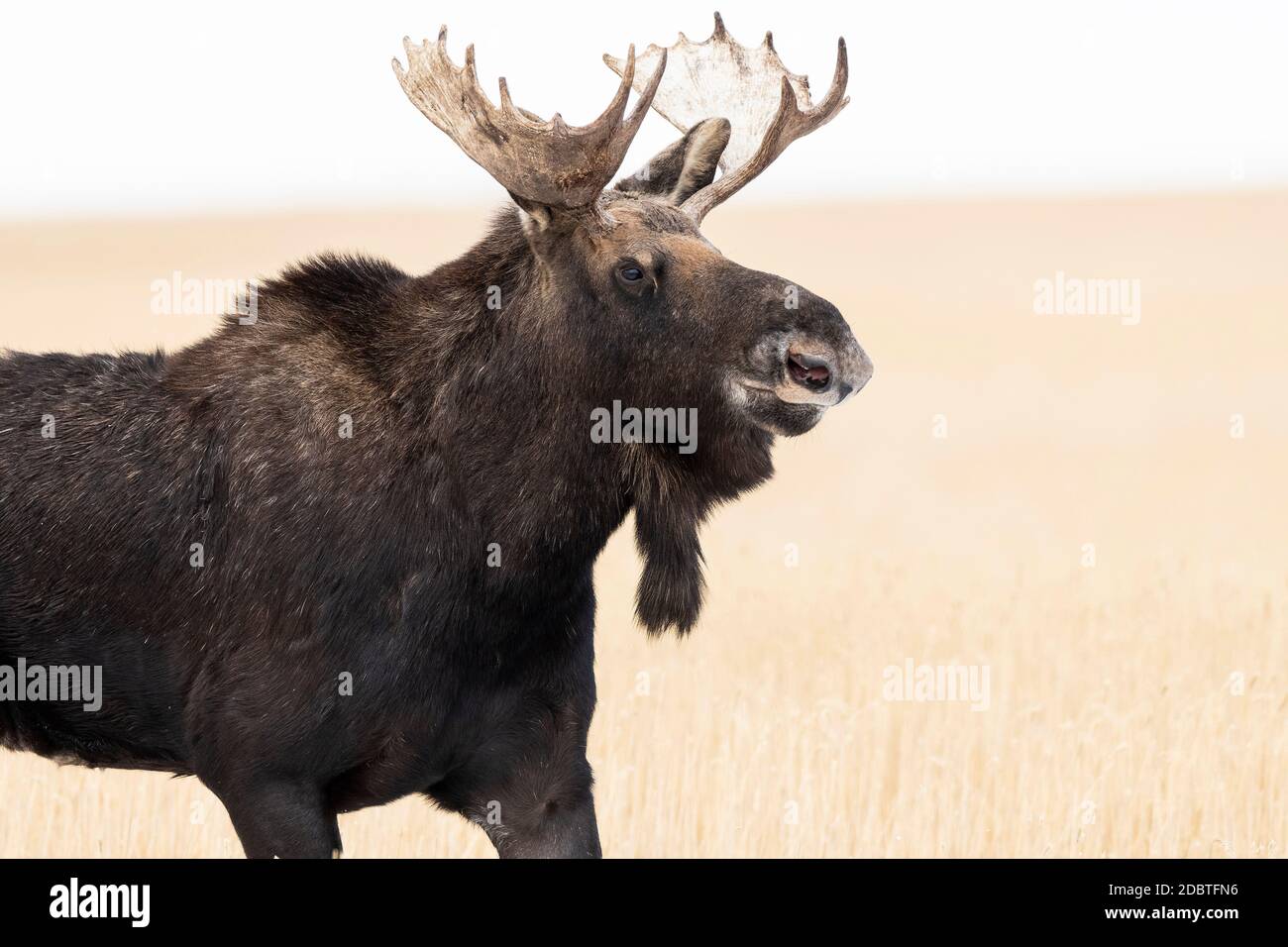 Moose rack hi-res stock photography and images - Alamy