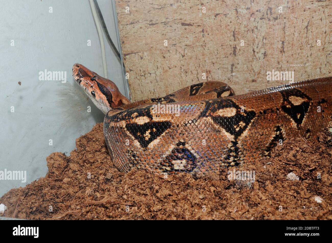 Our largest snake hi-res stock photography and images - Alamy