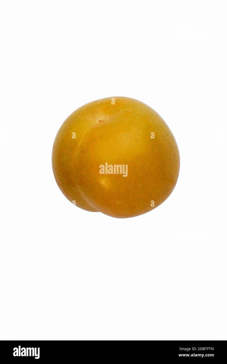 Early Dapple pluot (Prunus x Early Dapple). Called Early Dapple ...