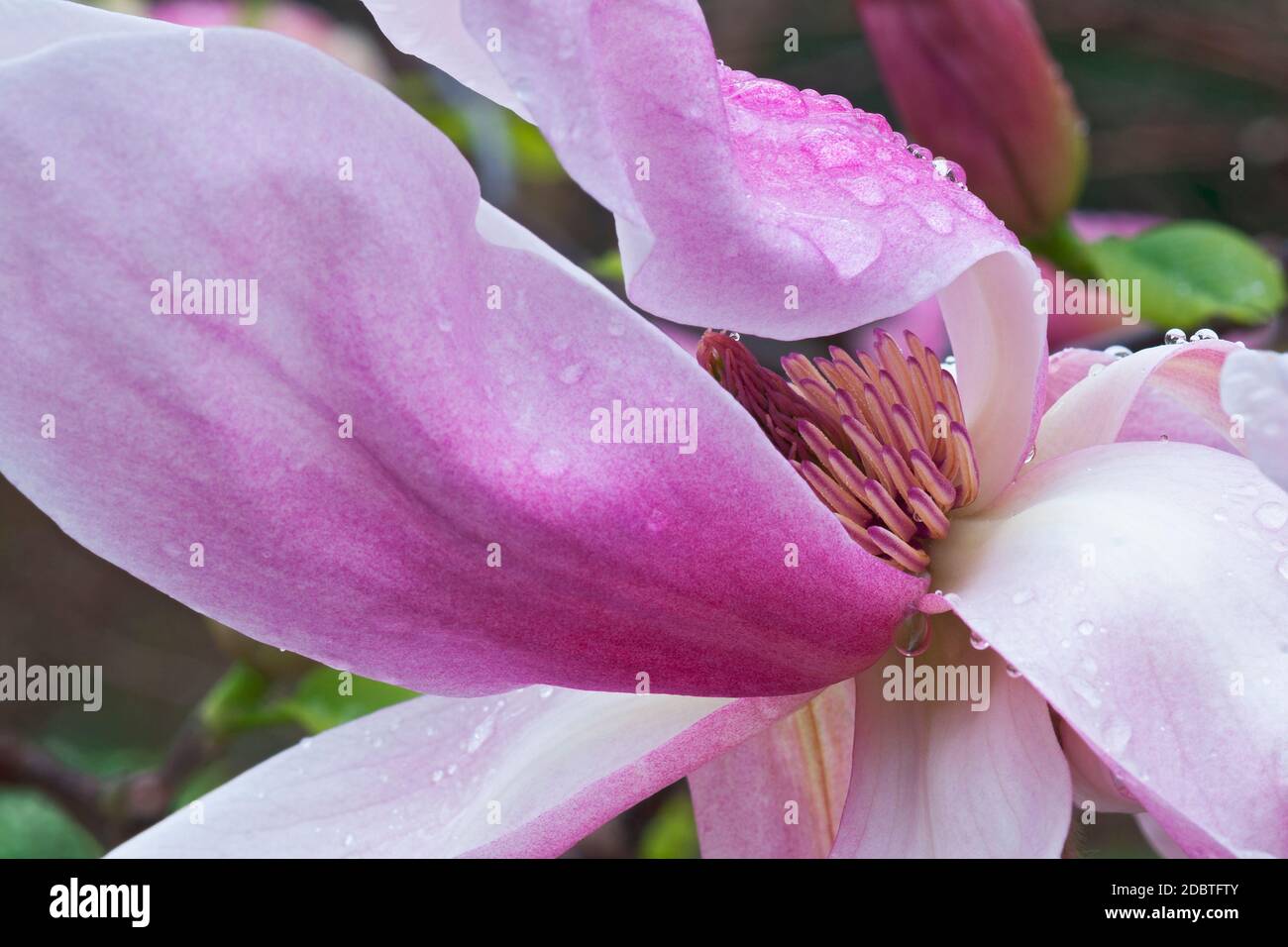 Daybreak magnolia (Magnolia Daybreak). Hybrid between Magnolia x ...