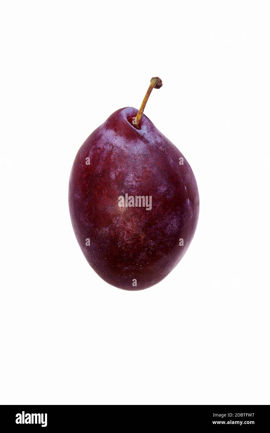 European plum (Prunus domestica Italian Prune). Image of plum isolated ...