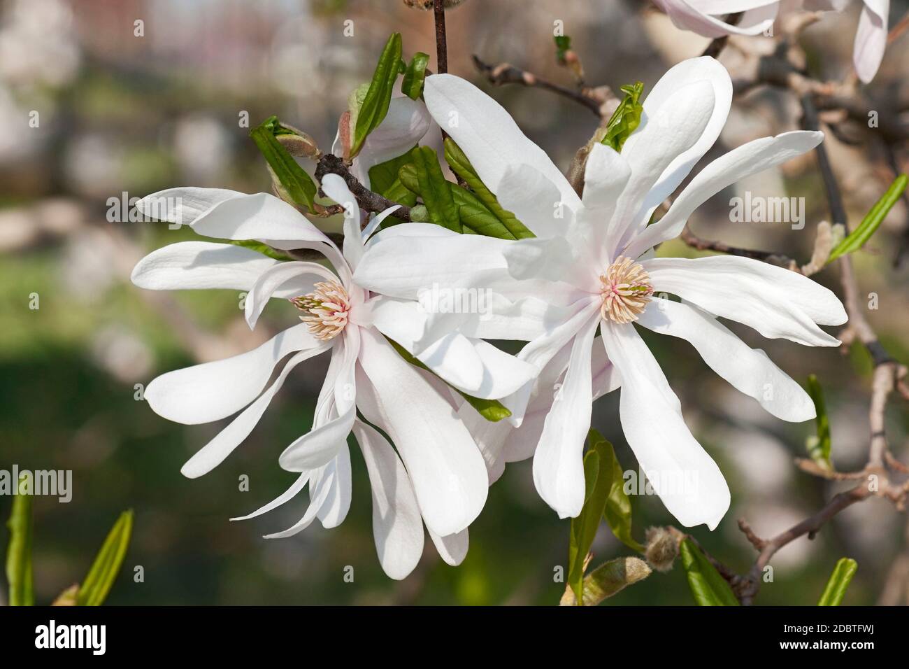 Centennial star magnolia (Magnolia stellata Centennial). Called ...