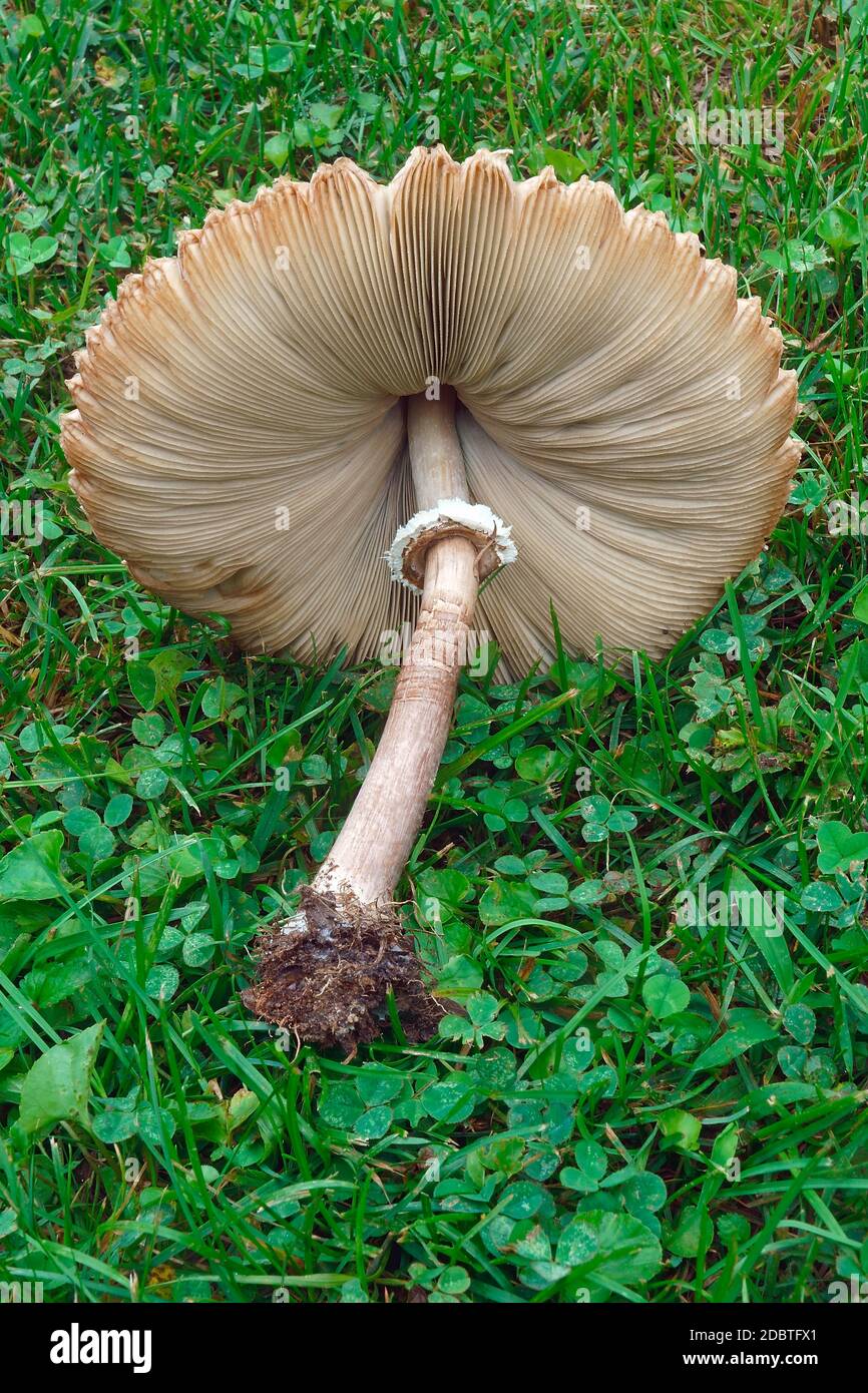 False parasol hi-res stock photography and images - Alamy