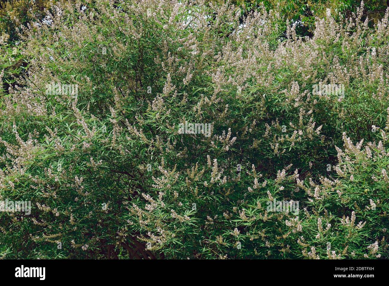 Chaste tree (Vitex agnus-castus). Called Vitex, Chasteberry, Abraham's ...