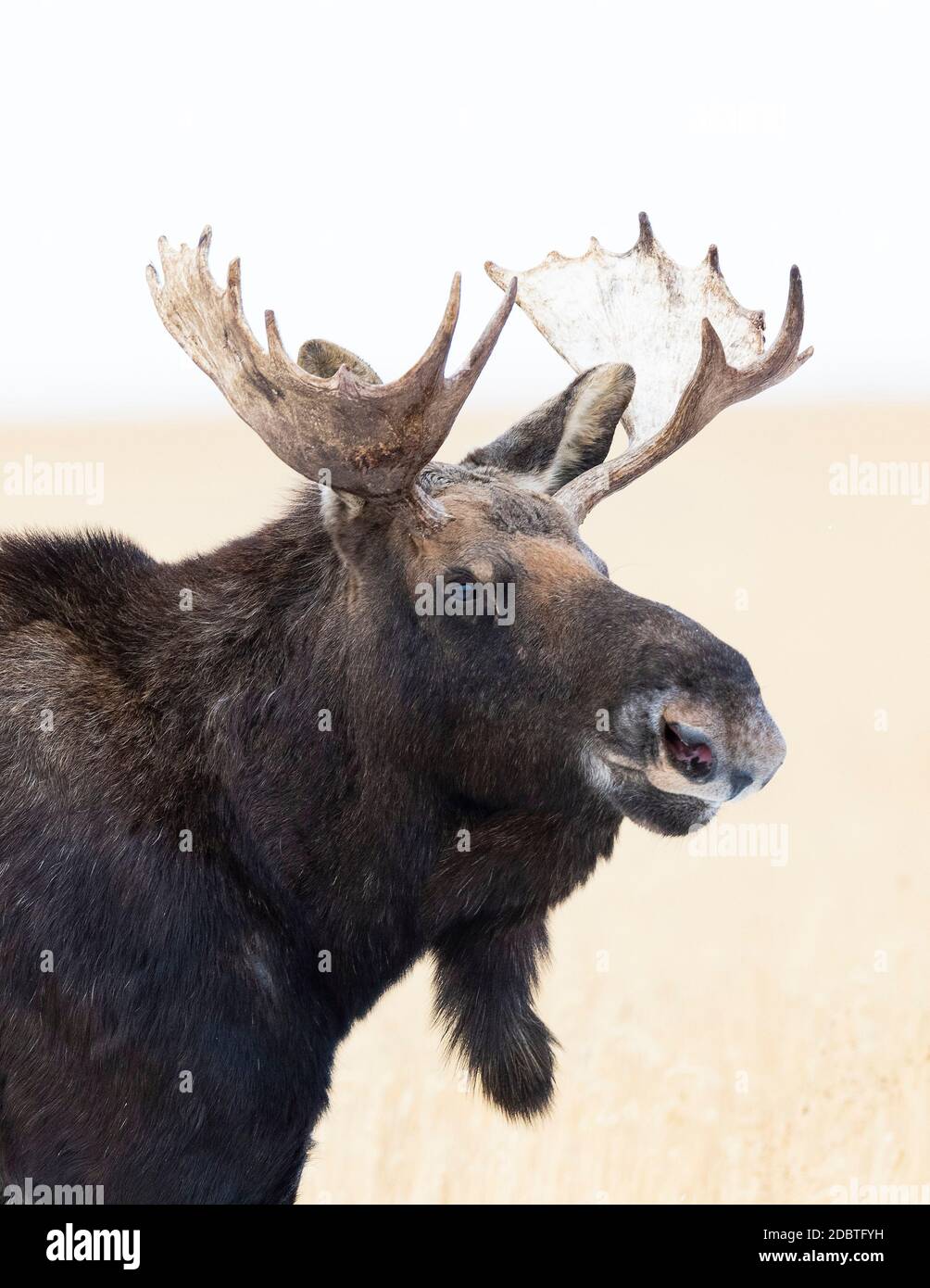 A bull moose on the prairie of North Dakota Stock Photo - Alamy