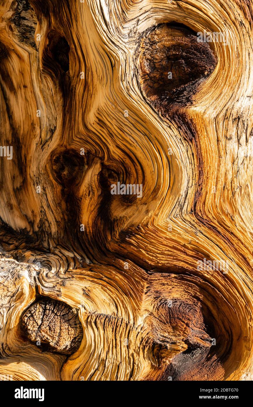Texture of Swirls on Bristlecone Pine Tree Close Up Stock Photo - Alamy