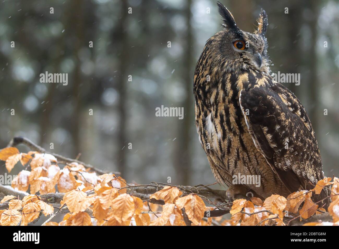 Side view portrait of Brown Owl closeup. There is enough space in the ...