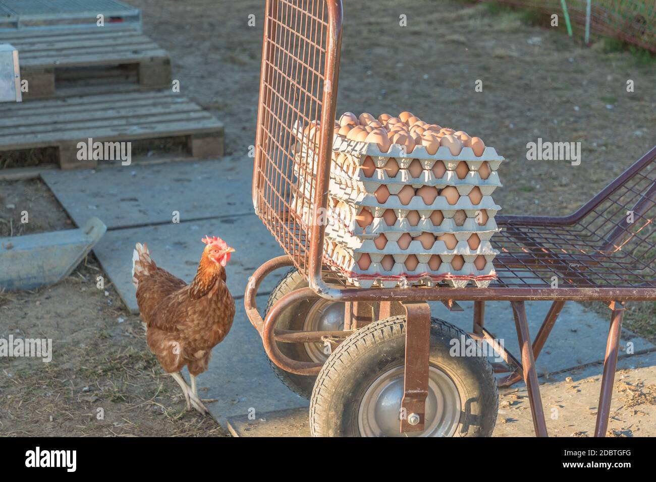Domestic hen looking at rural agriculture wheelbarrow. Ecological ...