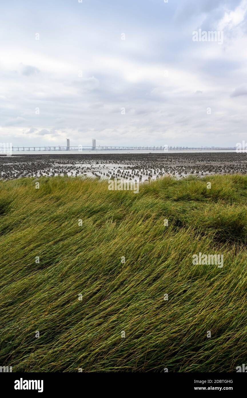 Riverside grass and distant bridge Stock Photo - Alamy