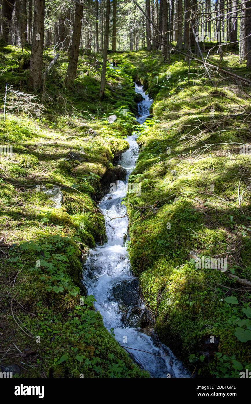 brook in the woods Stock Photo - Alamy