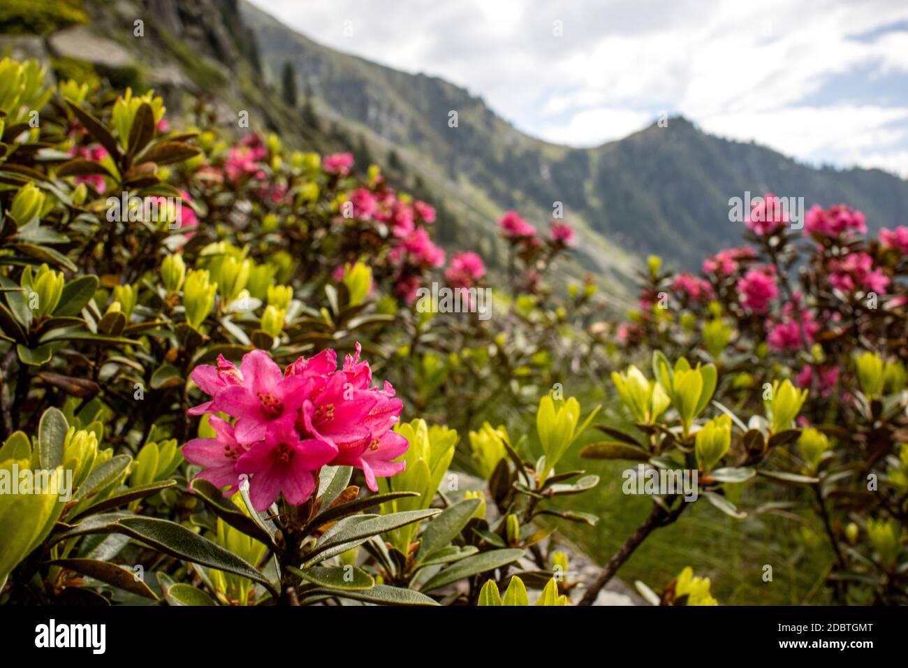 alpenrose flowers in austria Stock Photo - Alamy