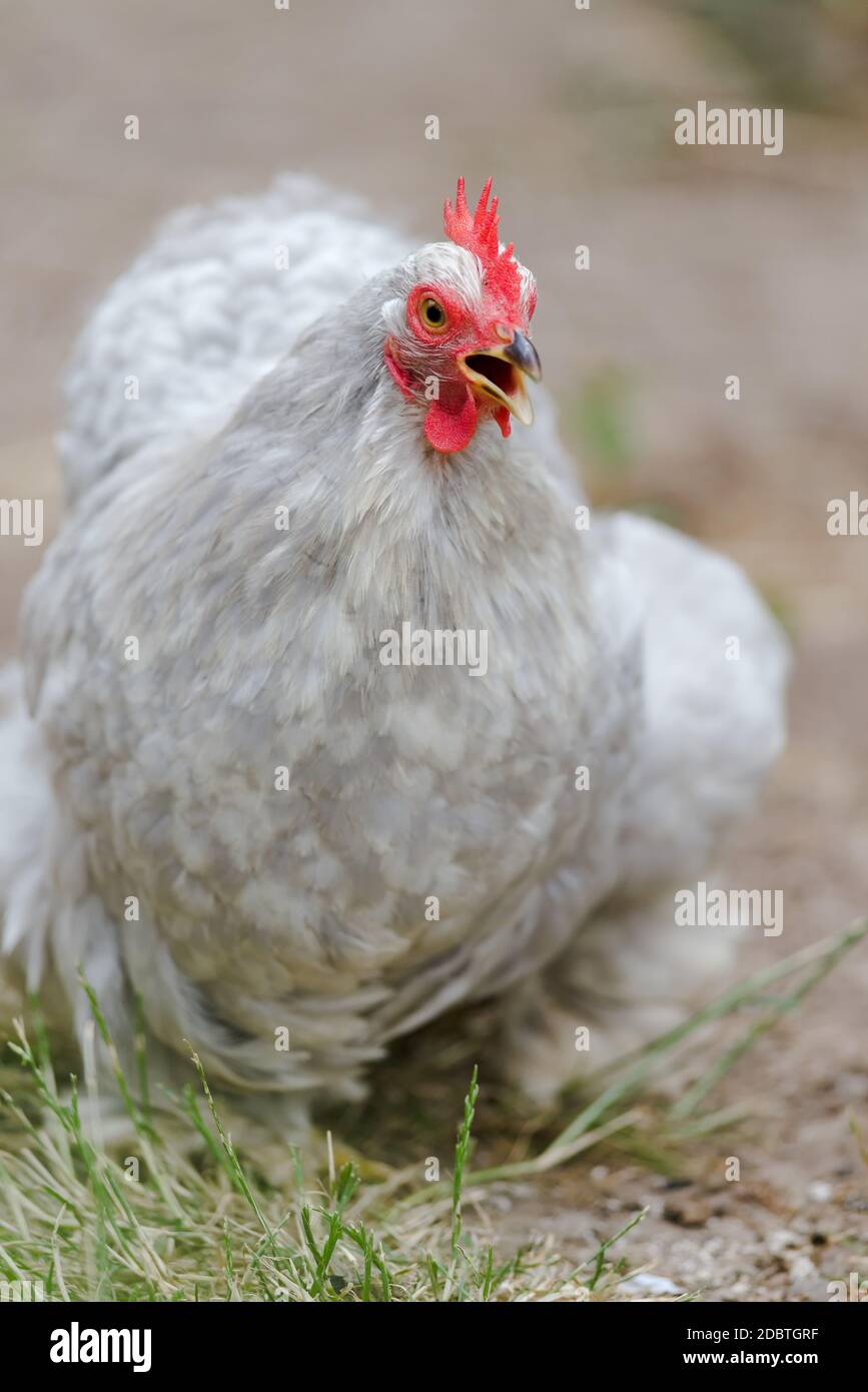 The vibrant red wattle and comb of this healthy grey peking bantam pet ...