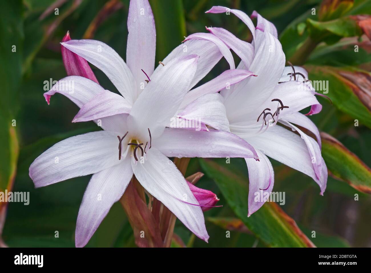 Mrs. James Hendry crinum lily (Crinum Mrs. James Hendry). Hybrid ...