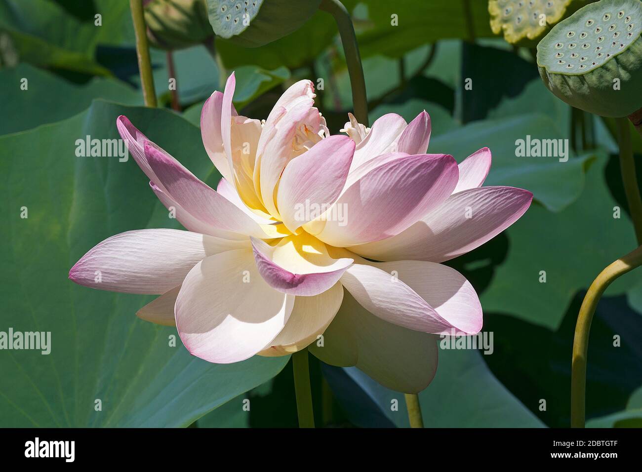 Sacred lotus (Nelumbo nucifera). Called Indian Lotus, Bean of India and ...